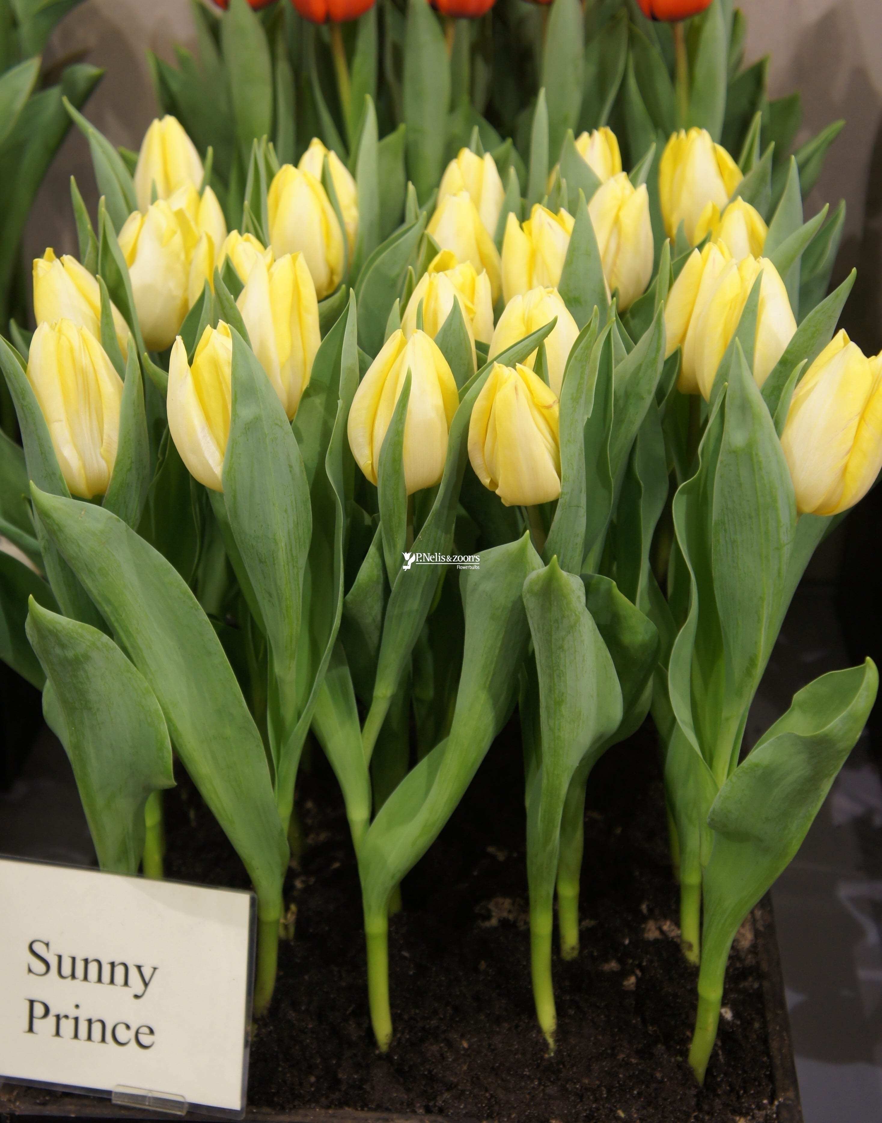 Sunny Prince® - P.Nelis & zoon's